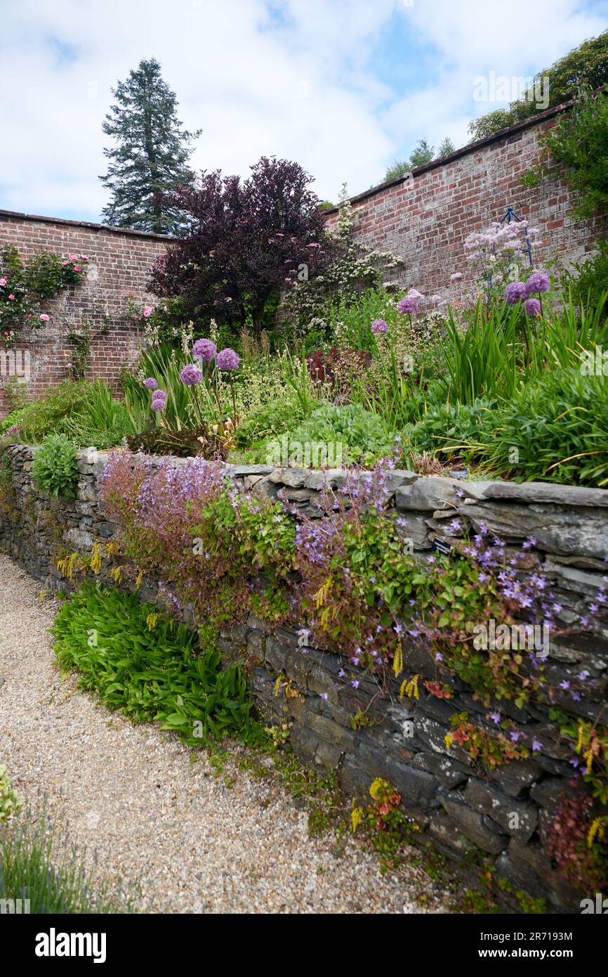 Formal borders of a walled garden in full flowering shrubs and plants ...
