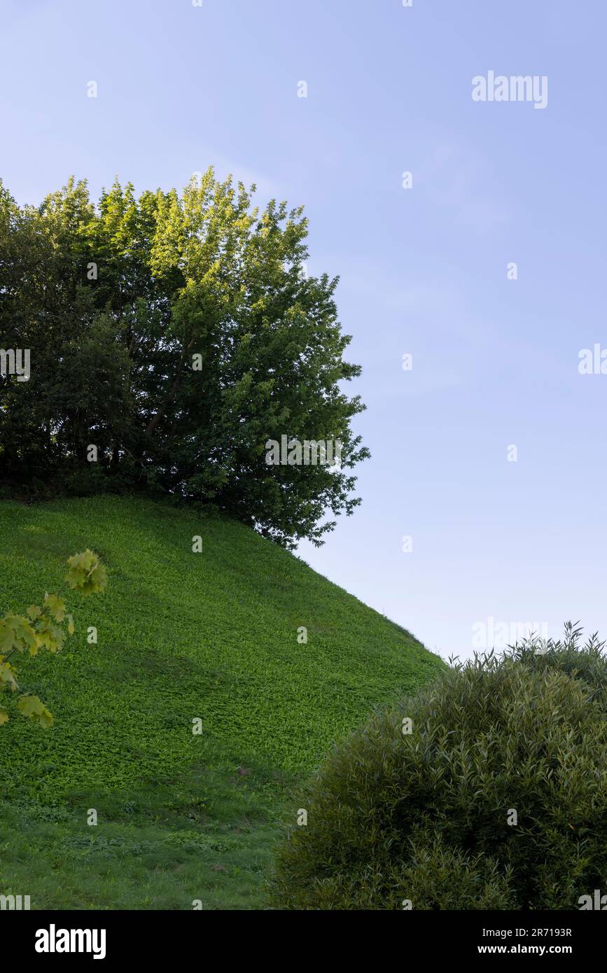 Deciduous trees with green foliage in summer, old trees with foliage in ...