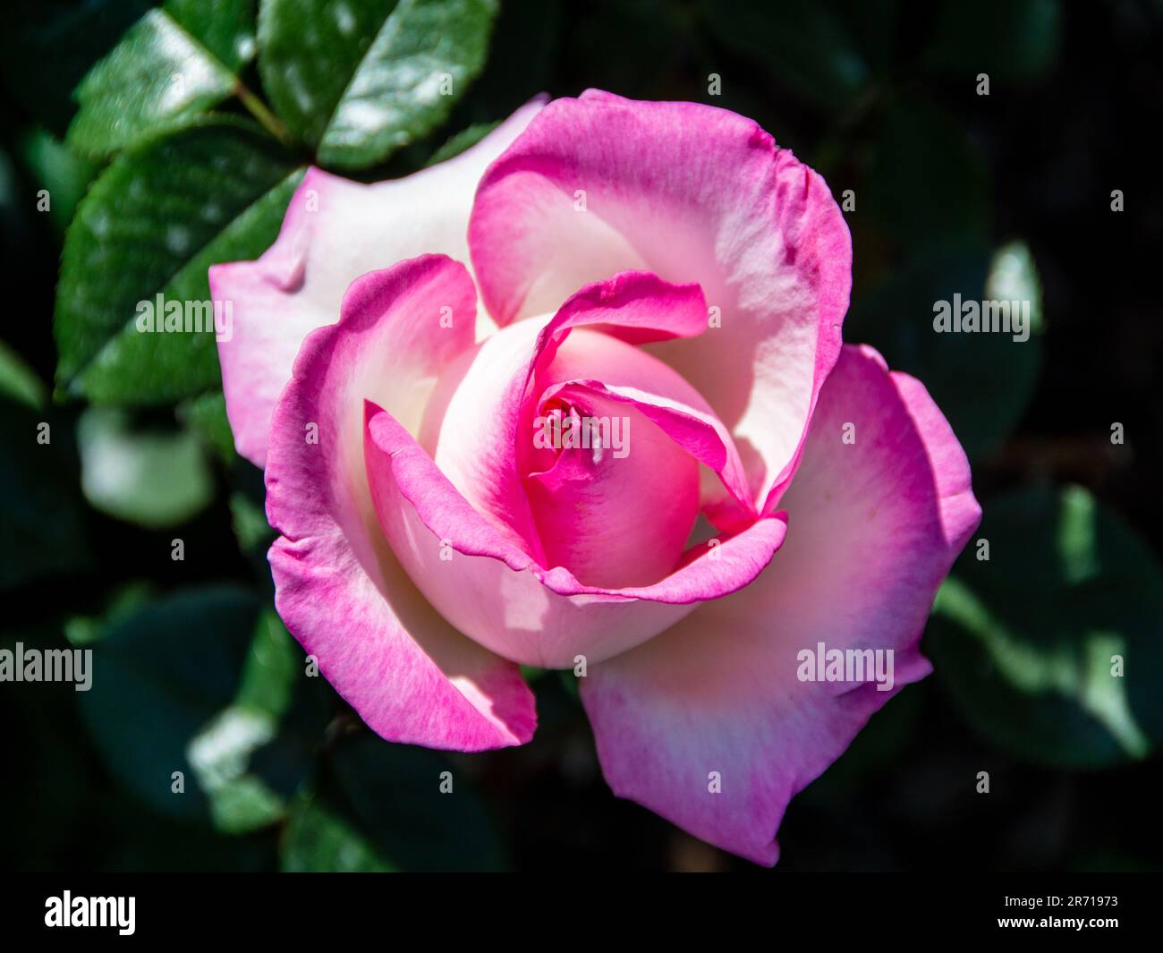 Rose pink spring blossom hi-res stock photography and images - Alamy