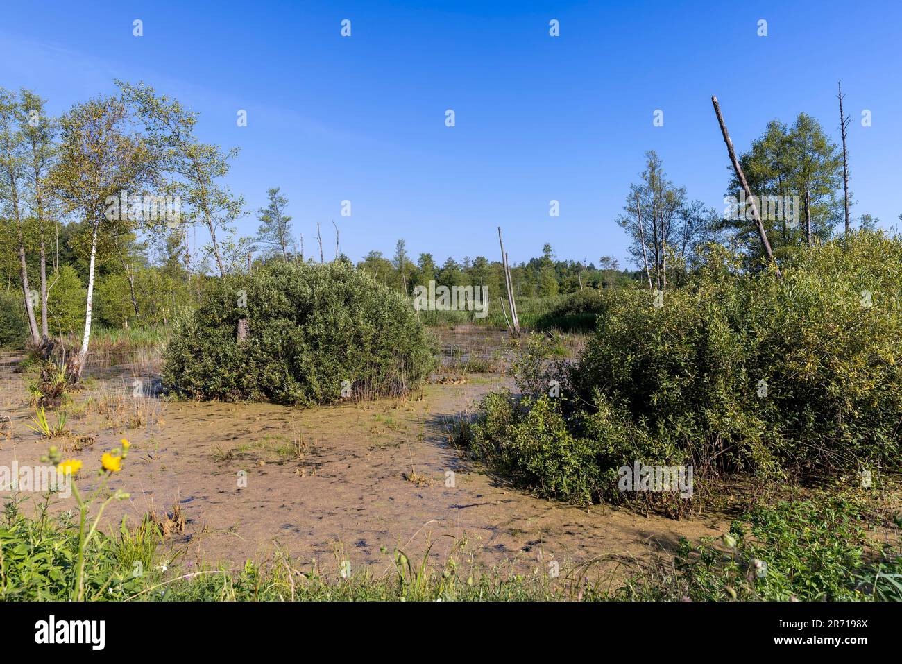 Swampy terrain with plants in summer, features of swamps with different ...