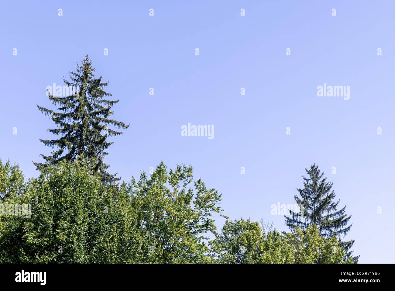 Trees in a mixed forest in summer, tall trees in sunny weather with ...