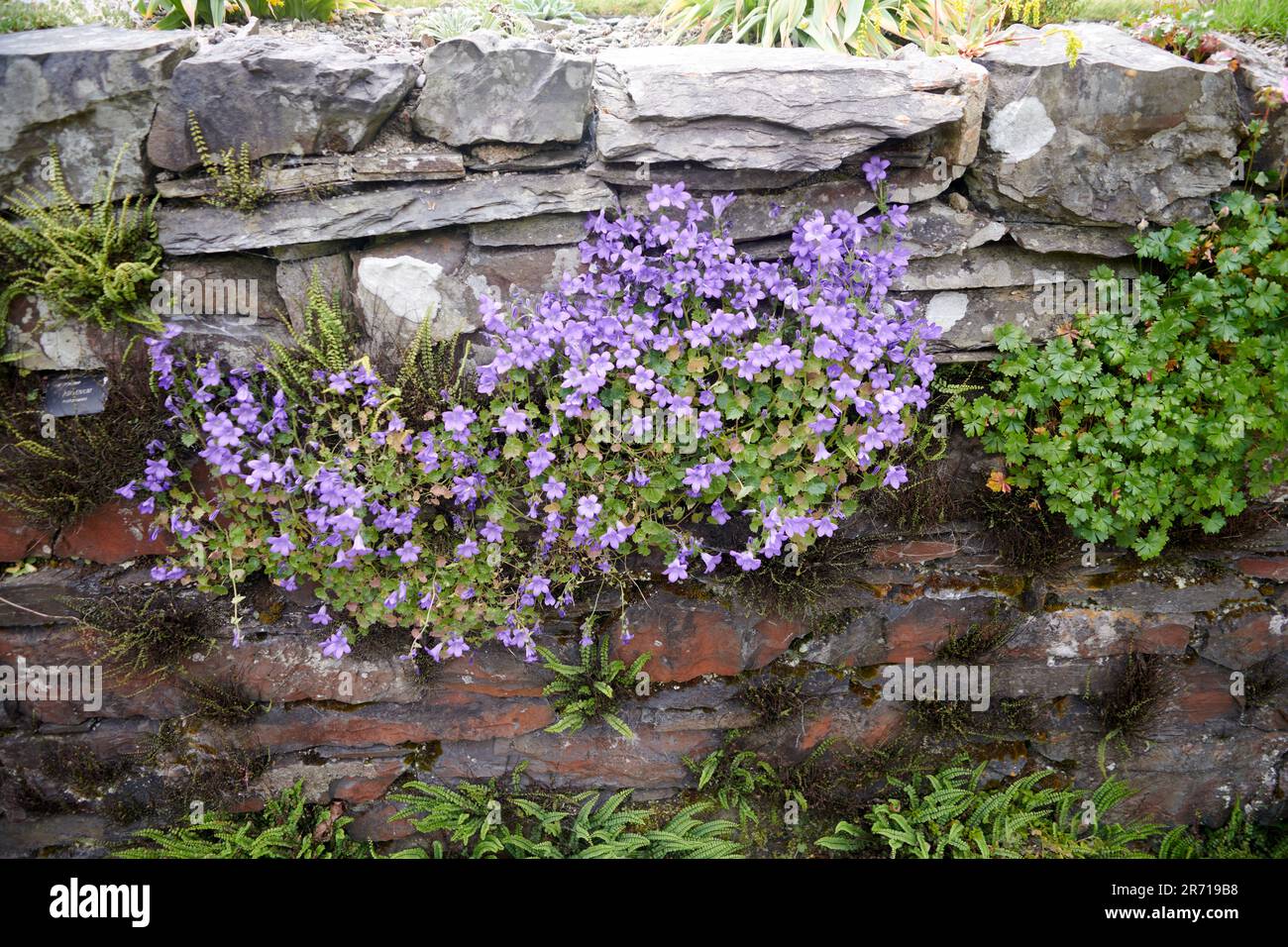 Campanula portenschlagiana or Wall Bellflower Stock Photo - Alamy