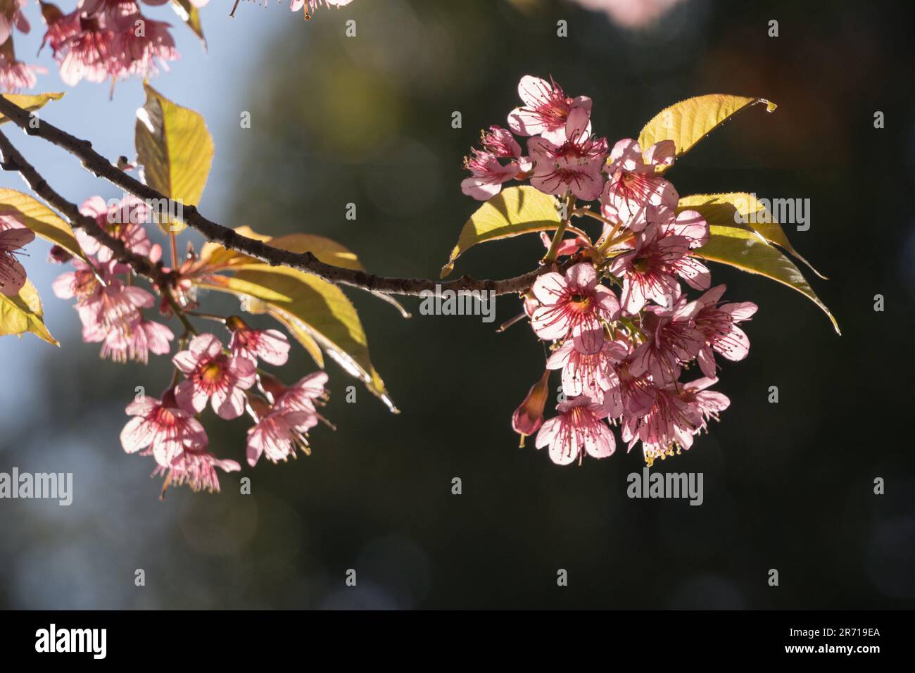 A beautiful pink cherry blossom tree with a lush canopy of delicate ...