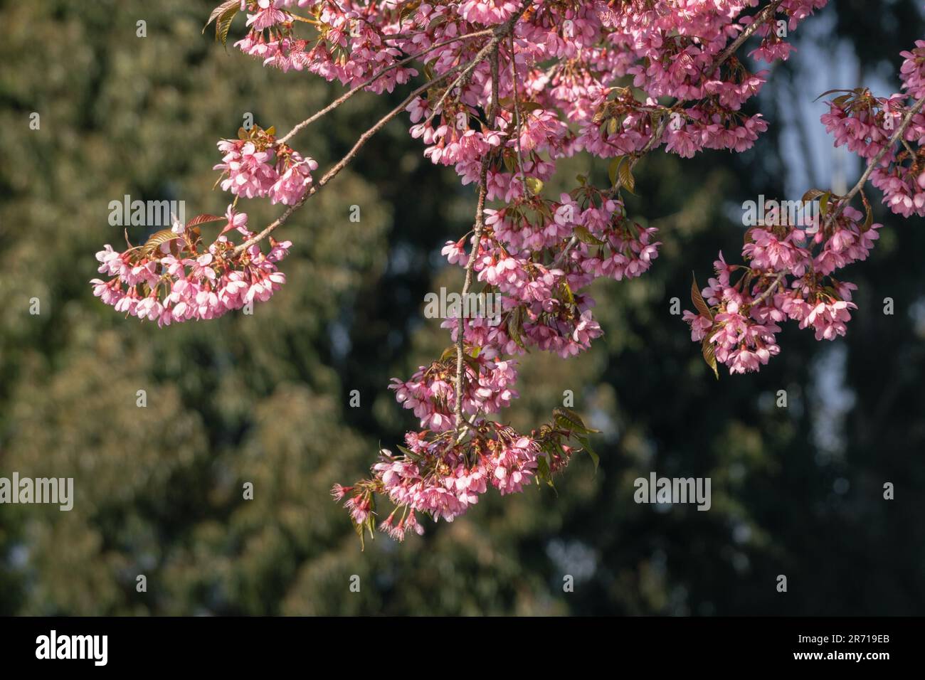 A beautiful pink cherry blossom tree with a lush canopy of delicate ...