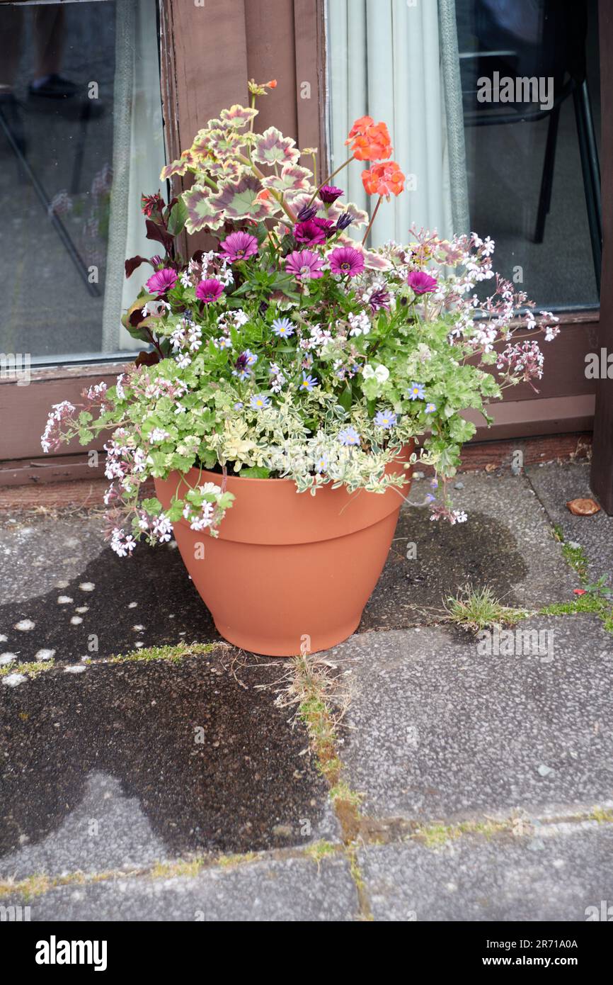 A garden tub full of flowering plants Stock Photo - Alamy