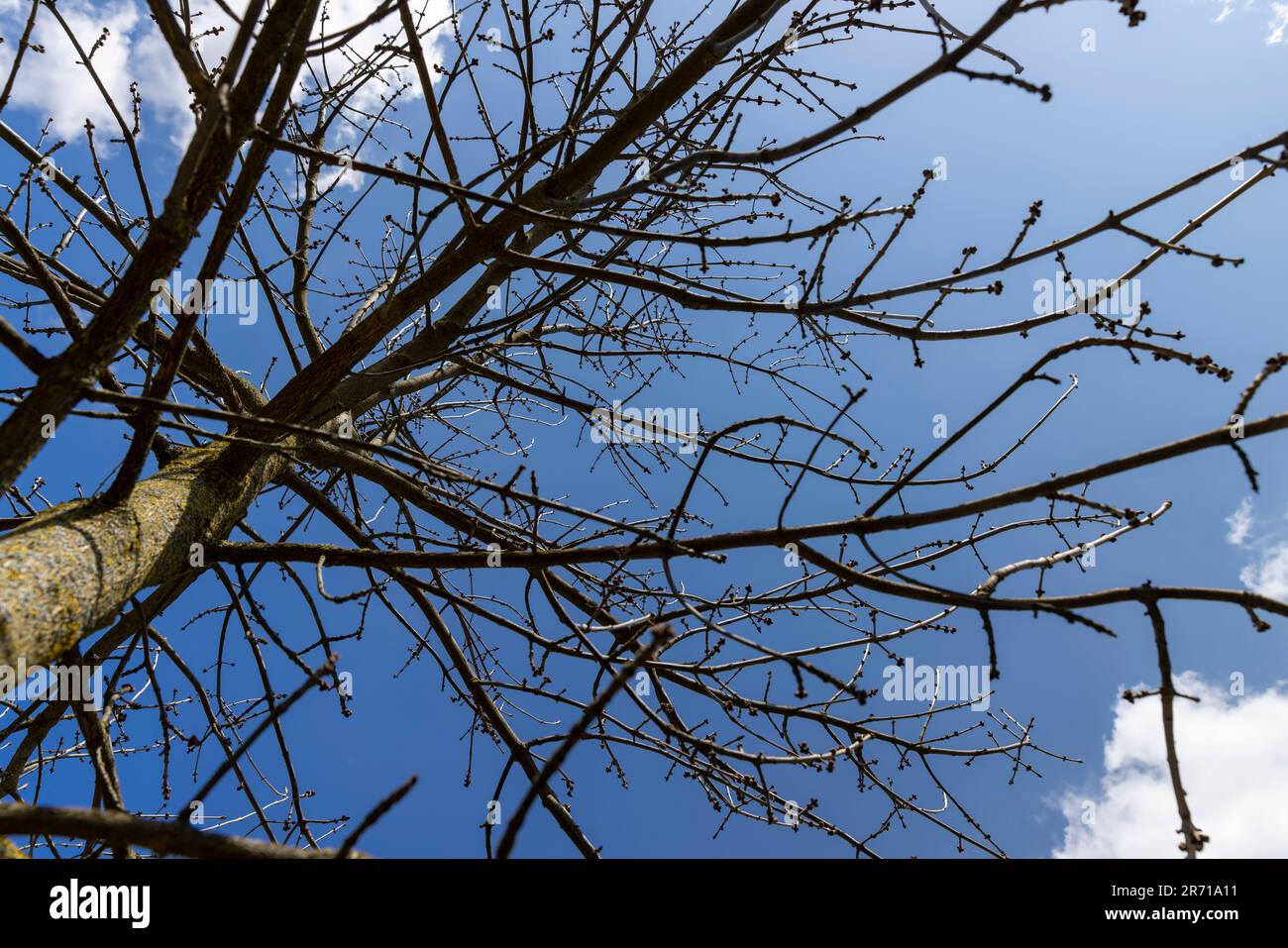 ash in sunny weather in early spring, a young ash tree without foliage ...