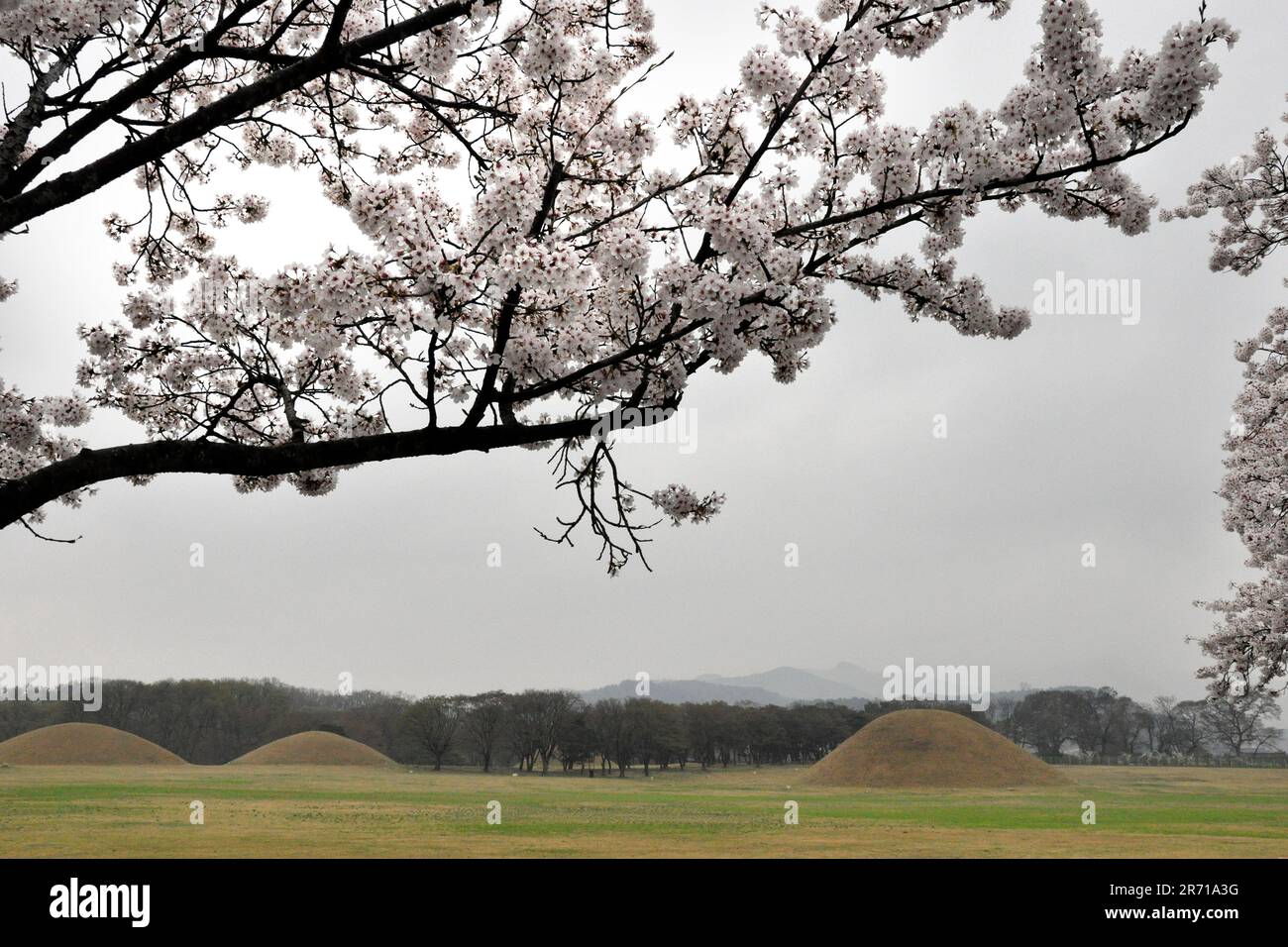 South Korea. Gyeongju. Tumuli park and Bulguksa temple. flowers Stock ...