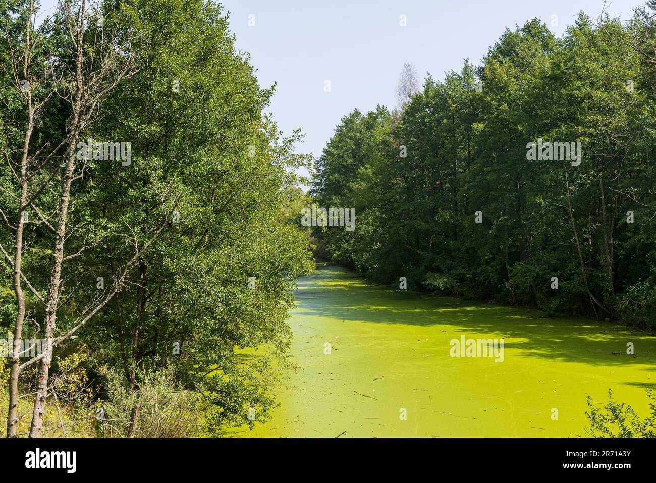 Swampy terrain with plants in summer, features of swamps with different ...