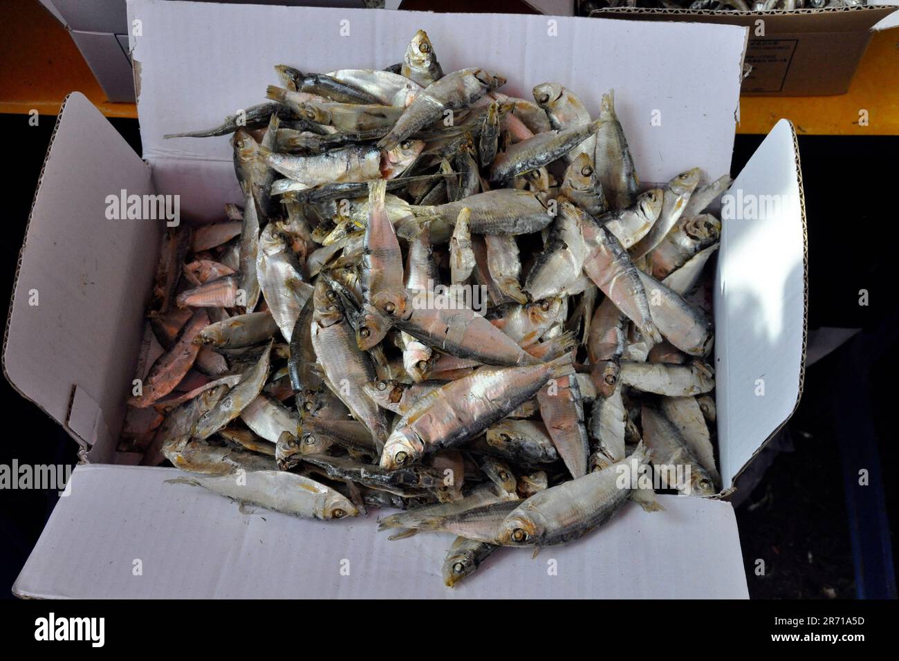 South Korea. Busan. fish market Stock Photo - Alamy