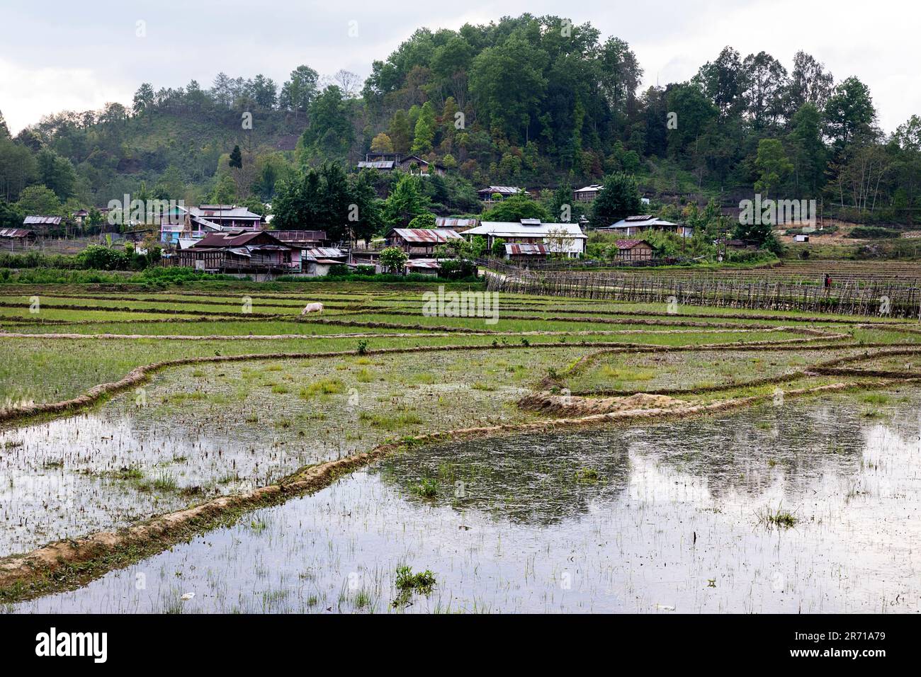 Small village of Joram of a Nyishi tribe surrounded with rice fields ...