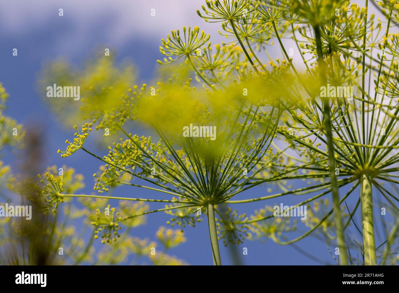 Growing green dill in the field, growing green dill for use as spices ...