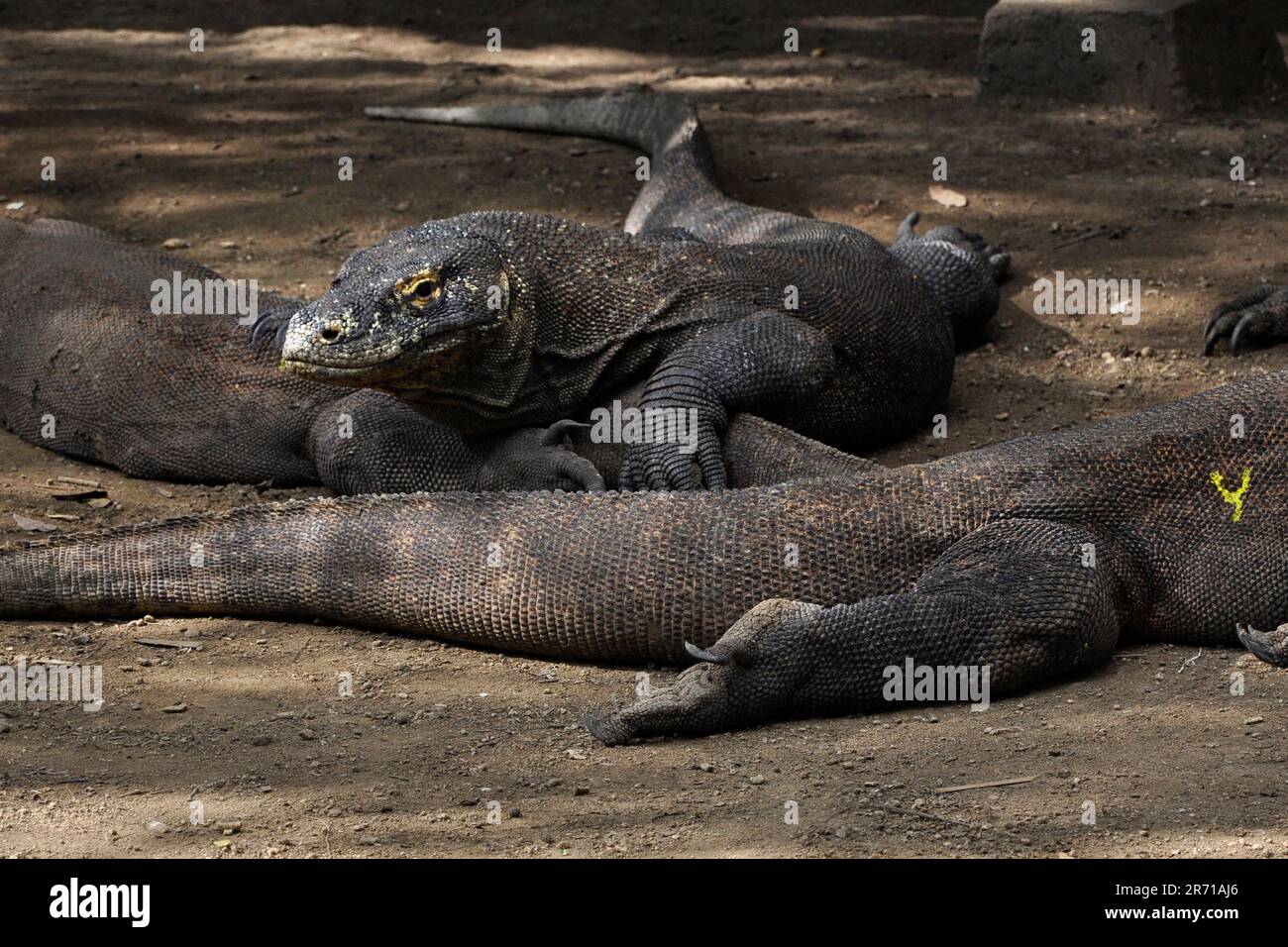 Indonesia. Komodo National park. Rincha island. dragon Stock Photo - Alamy