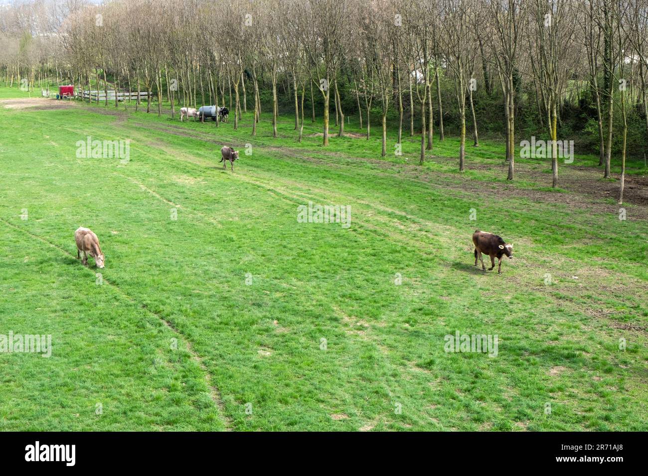 Switzerland. Canton Ticino. Gudo Stock Photo - Alamy