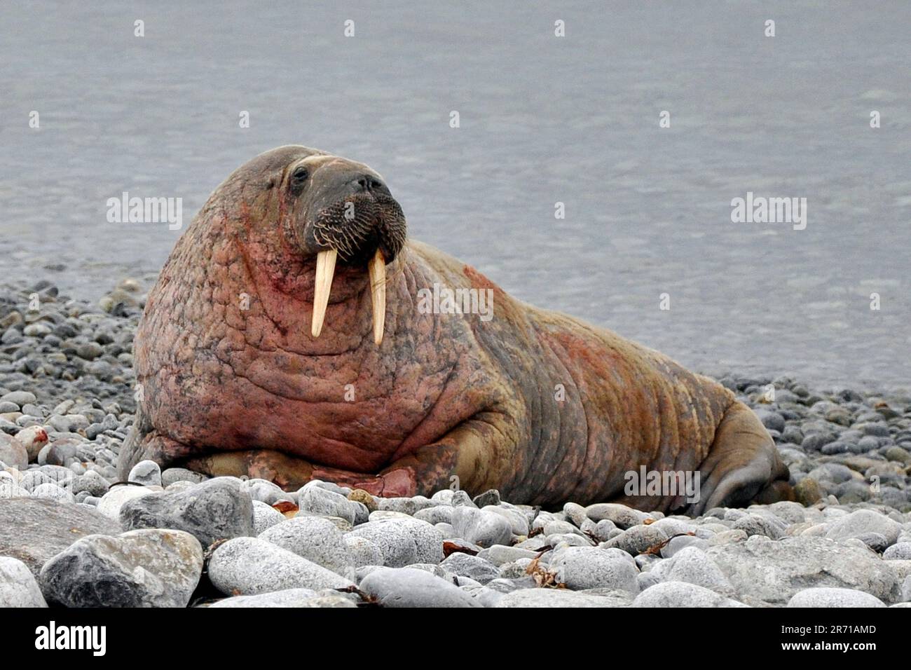 Norway svalbard spitsbergen walrus hi-res stock photography and images ...
