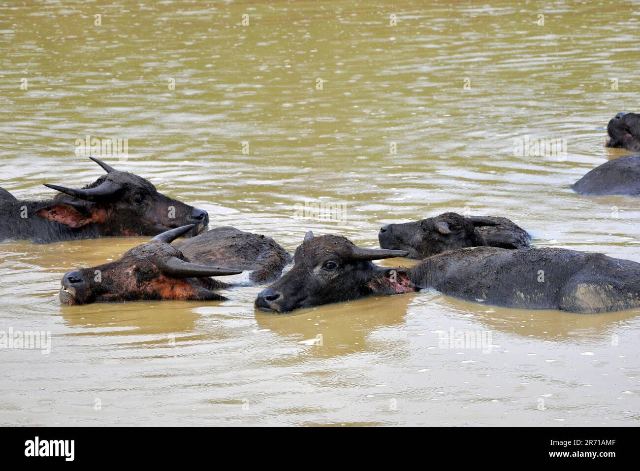 Indonesia. Sumba island. buffaloes Stock Photo - Alamy