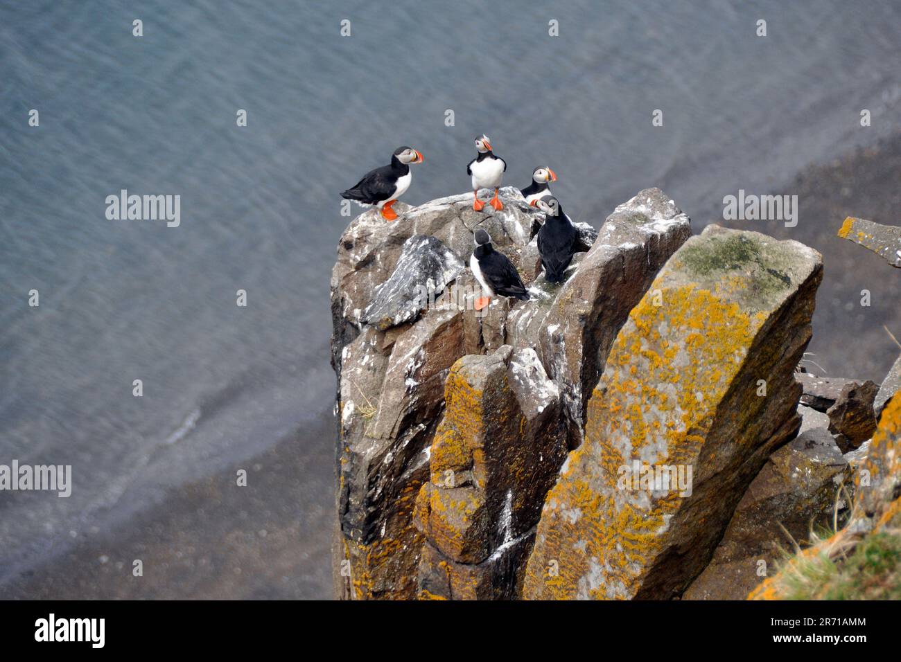 Spitsbergen. isole svalbard. Norway birds Stock Photo - Alamy