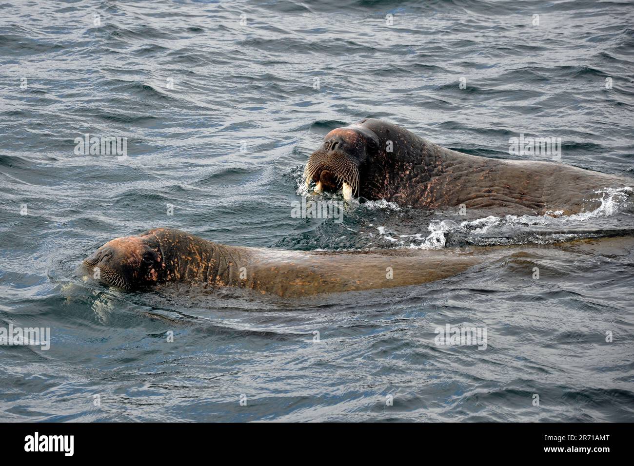 Spitsbergen. svalbard islands. norway walrus Stock Photo - Alamy