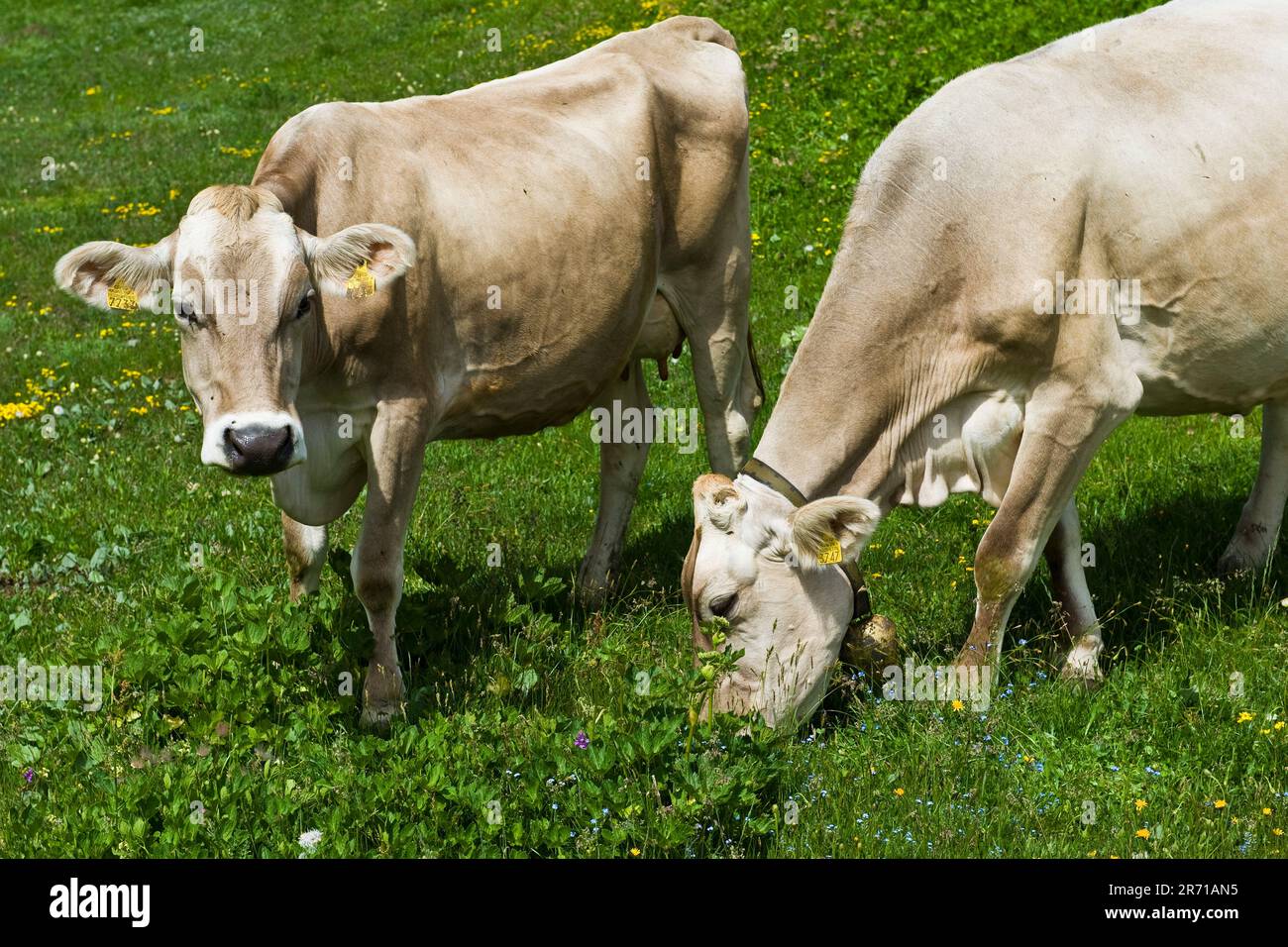 Switzerland cows animals alps switzerland hi-res stock photography and ...
