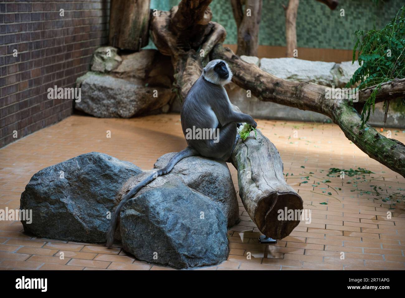Monkeys berlin zoo hi-res stock photography and images - Alamy
