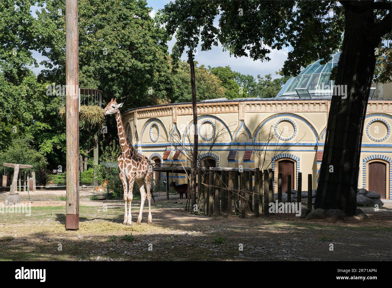 Berlin zoo giraffe hi-res stock photography and images - Alamy