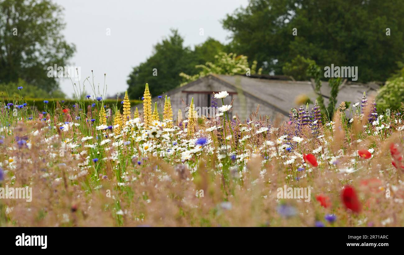 meadow with flowers for insects Stock Photo - Alamy