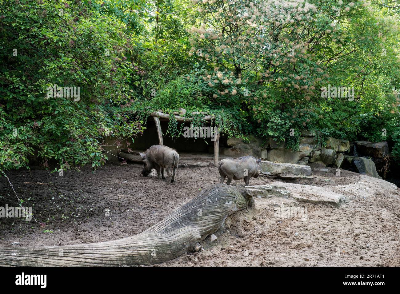 Germany. Berlin. Zoo Stock Photo - Alamy