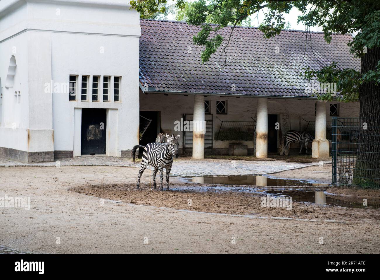 Germany. Berlin. Zoo Stock Photo - Alamy