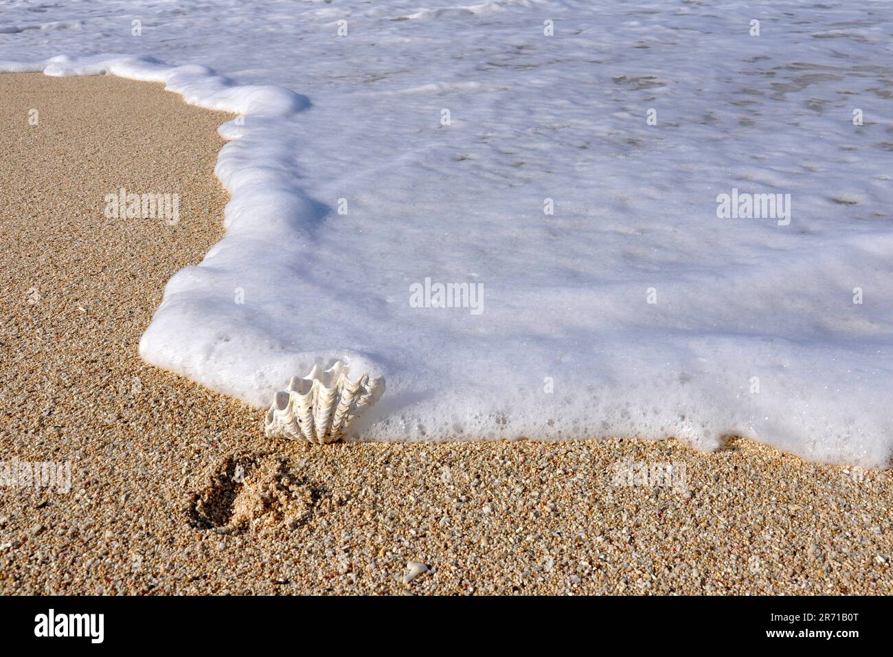 Indonesia beach shells hi-res stock photography and images - Alamy