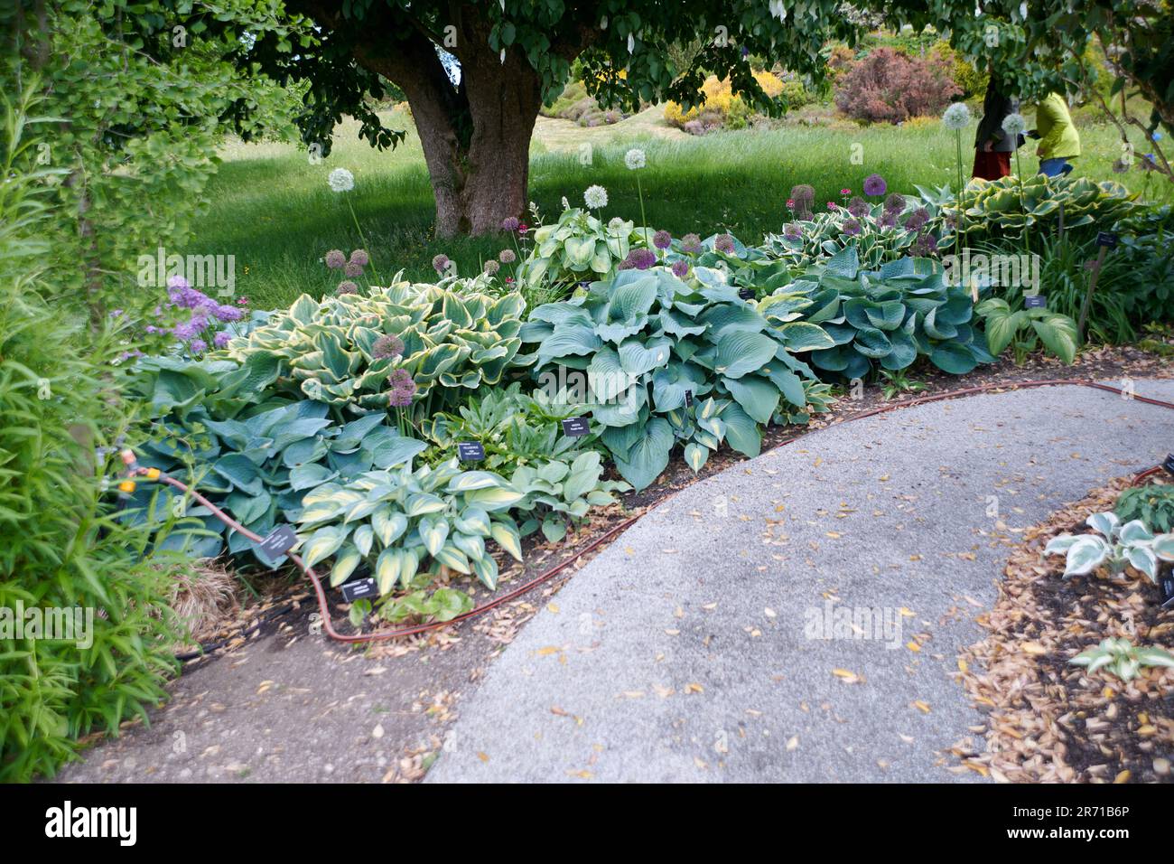 hostas being watered in the borders of a garden Stock Photo - Alamy