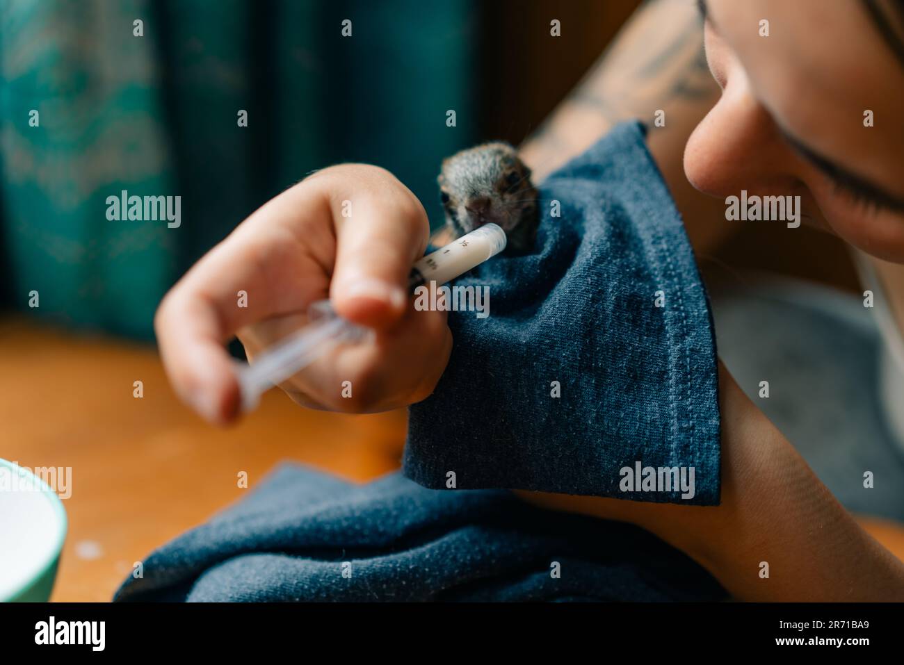 a baby squirrel drinking milk from a syringe. High quality photo Stock ...