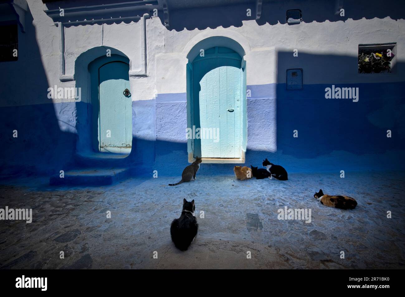 Morocco. Chefchaouen. cats Stock Photo - Alamy