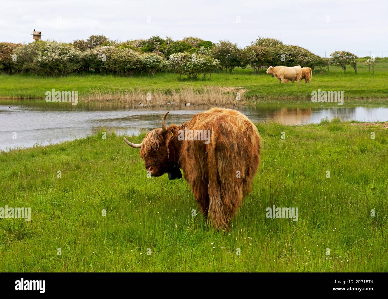 Highland cow at canal scrape, Spurn Point, East yorkshire, England UK ...