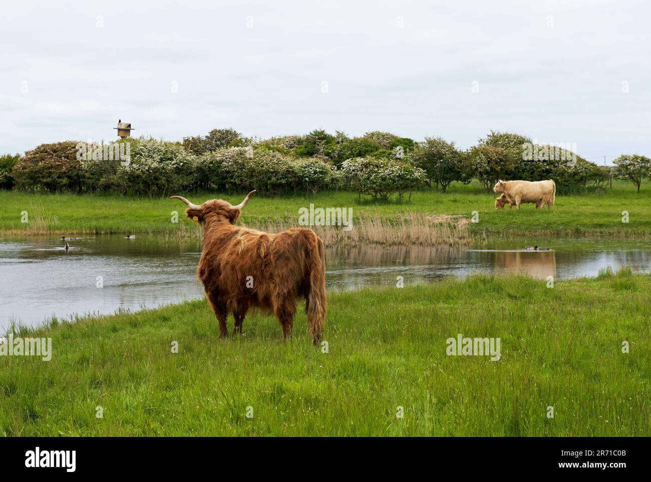 Highland cow at canal scrape, Spurn Point, East yorkshire, England UK ...