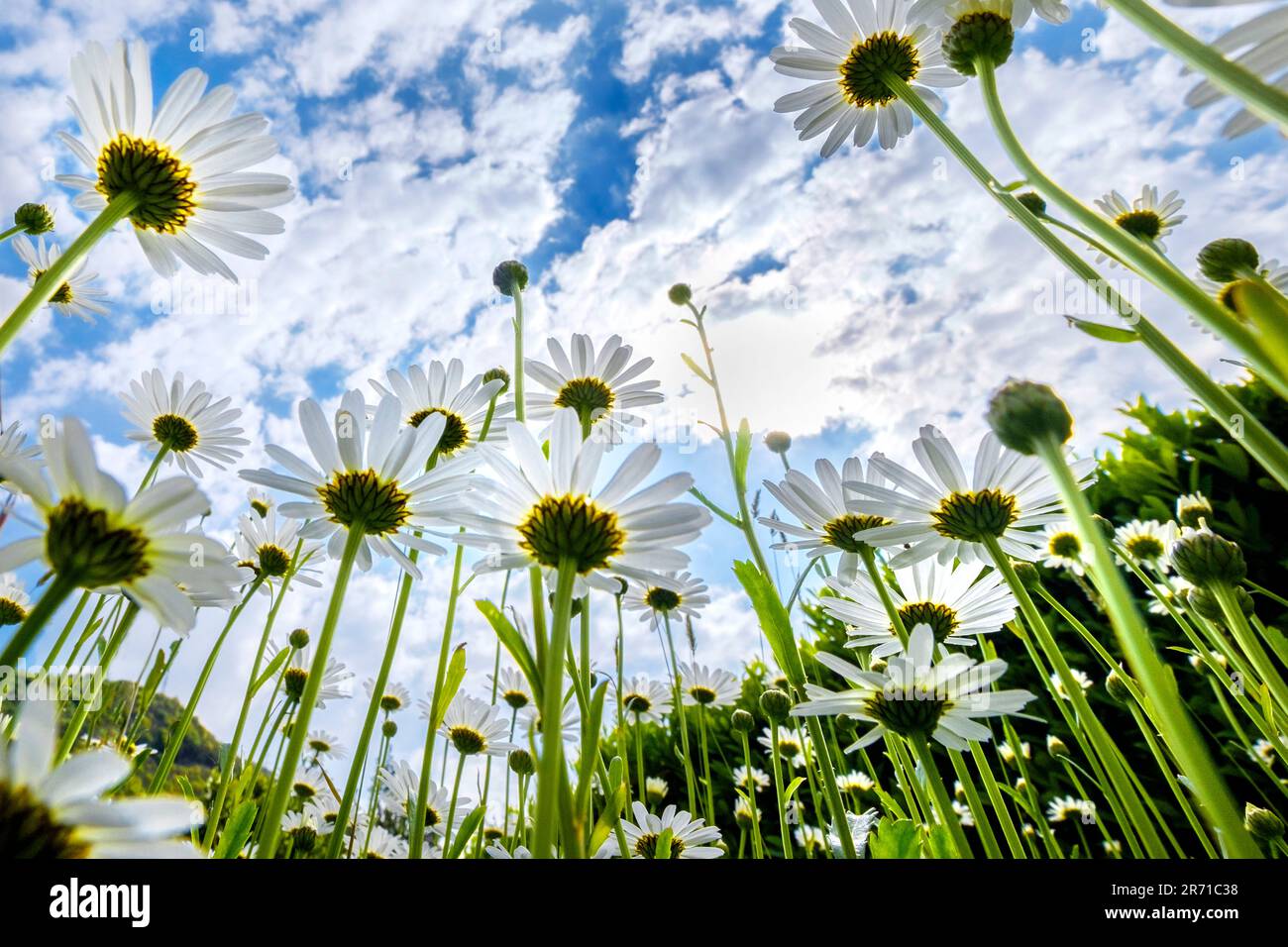 Daisies flora hi-res stock photography and images - Alamy