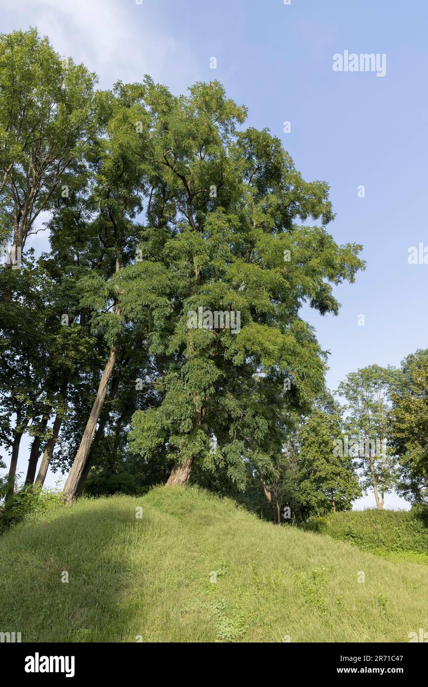 Different trees growing together in the forest, sunny summer weather in ...