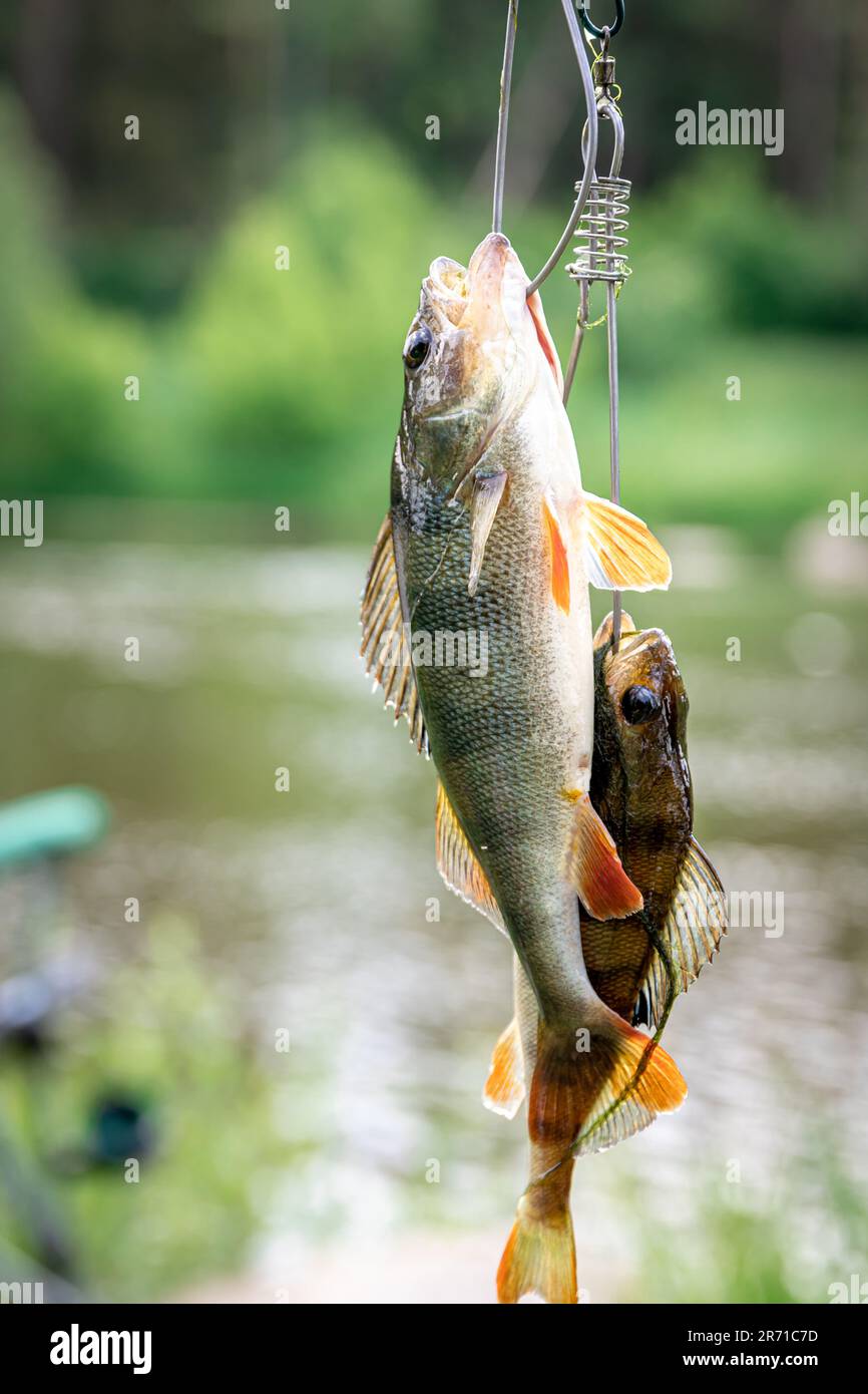 Perch on fishing-rod on a blurred lake background Stock Photo - Alamy