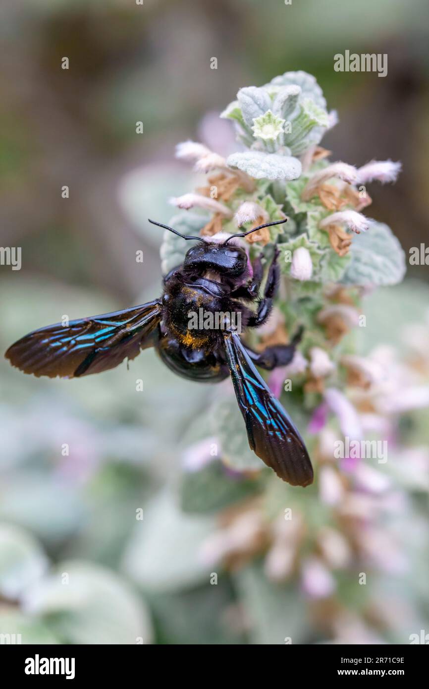 Violet carpenter bee (Xylocopa violacea), Gard, France Stock Photo - Alamy