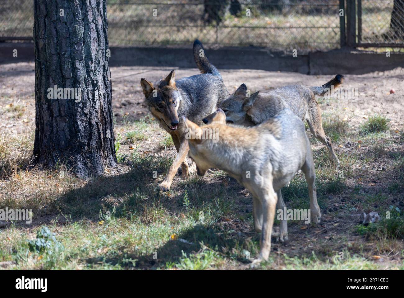 Gray wolf in the forest, small gray wolves in the summer among the ...