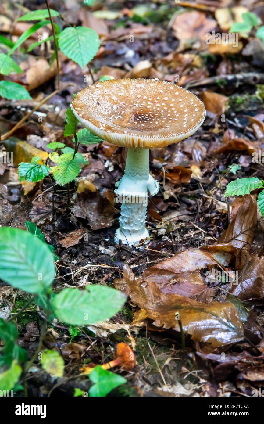 Panther mushroom (Amanita pantherina) in a lowland deciduous forest in ...