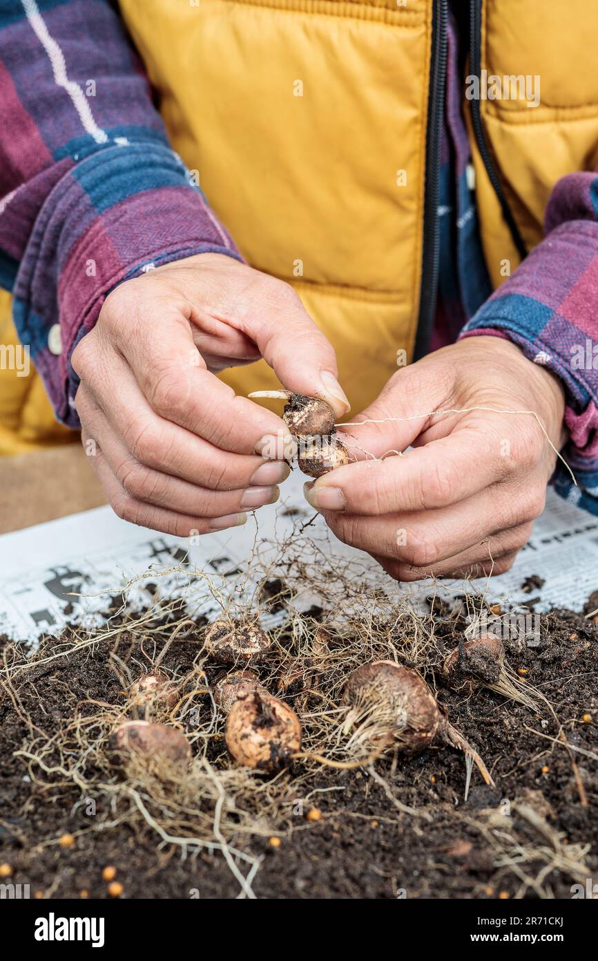 Division of Crocosmias corms, at rest Stock Photo - Alamy