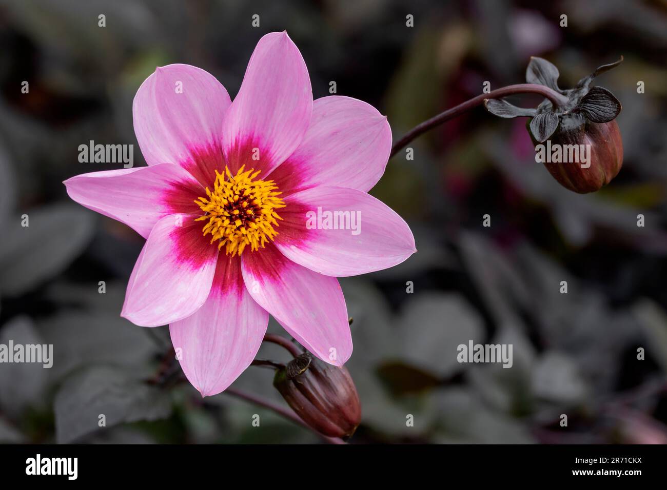 Dahlia 'Roxy Pink' Stock Photo - Alamy