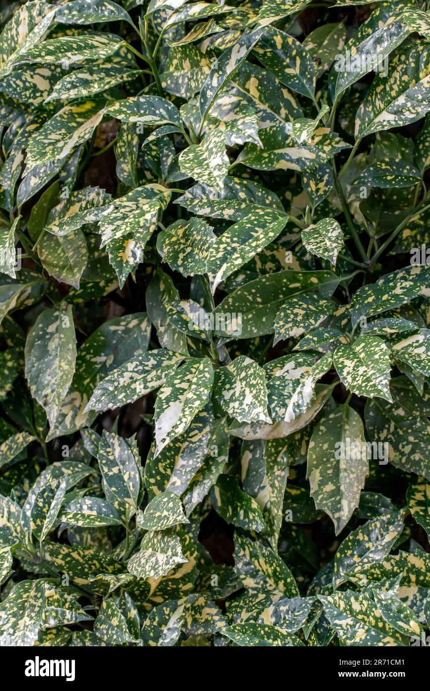 Spotted laurel (Aucuba japonica Stock Photo - Alamy