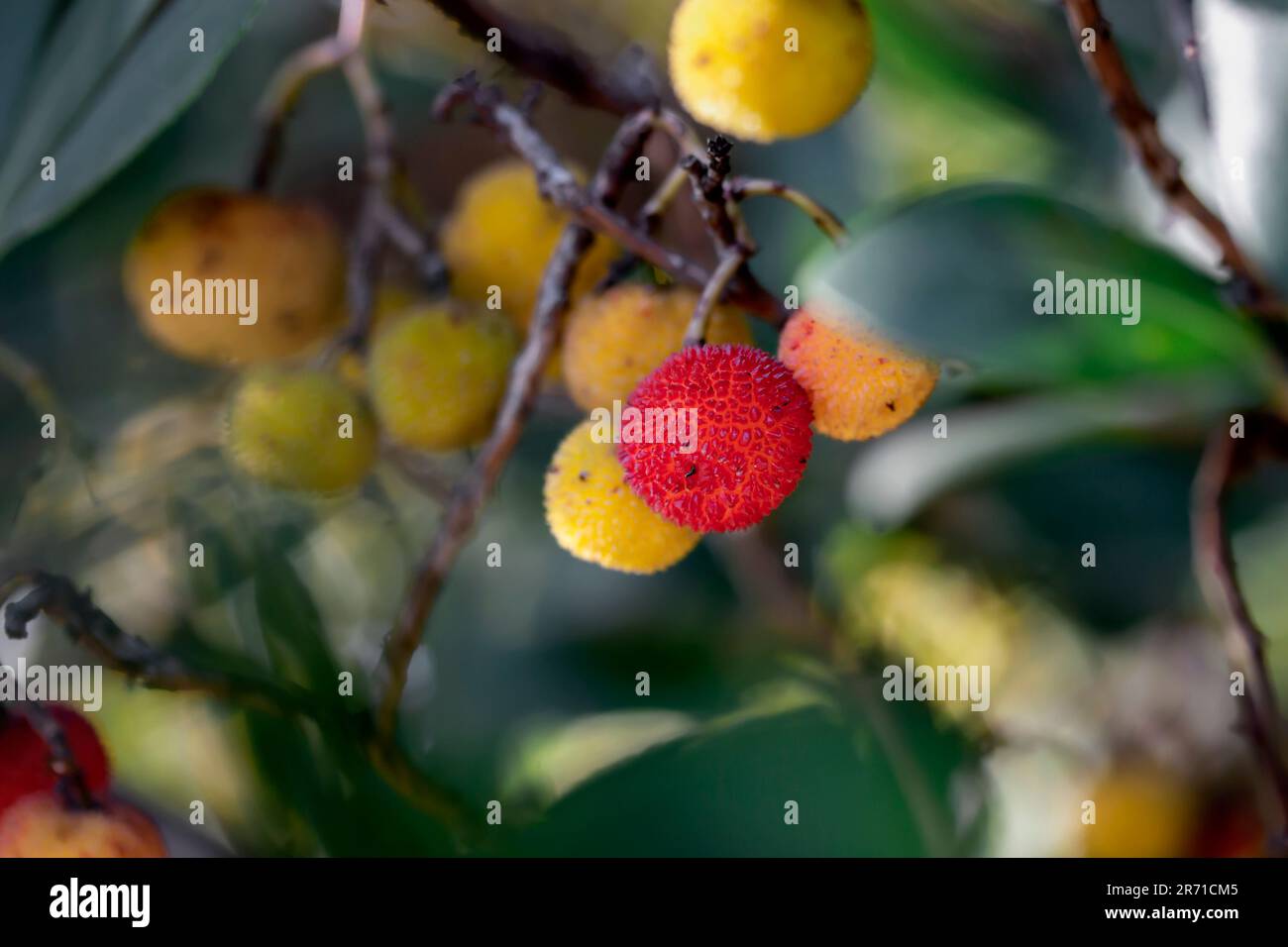 Strawberry tree (Arbutus unedo) fruits in autumn, Gard, France Stock ...