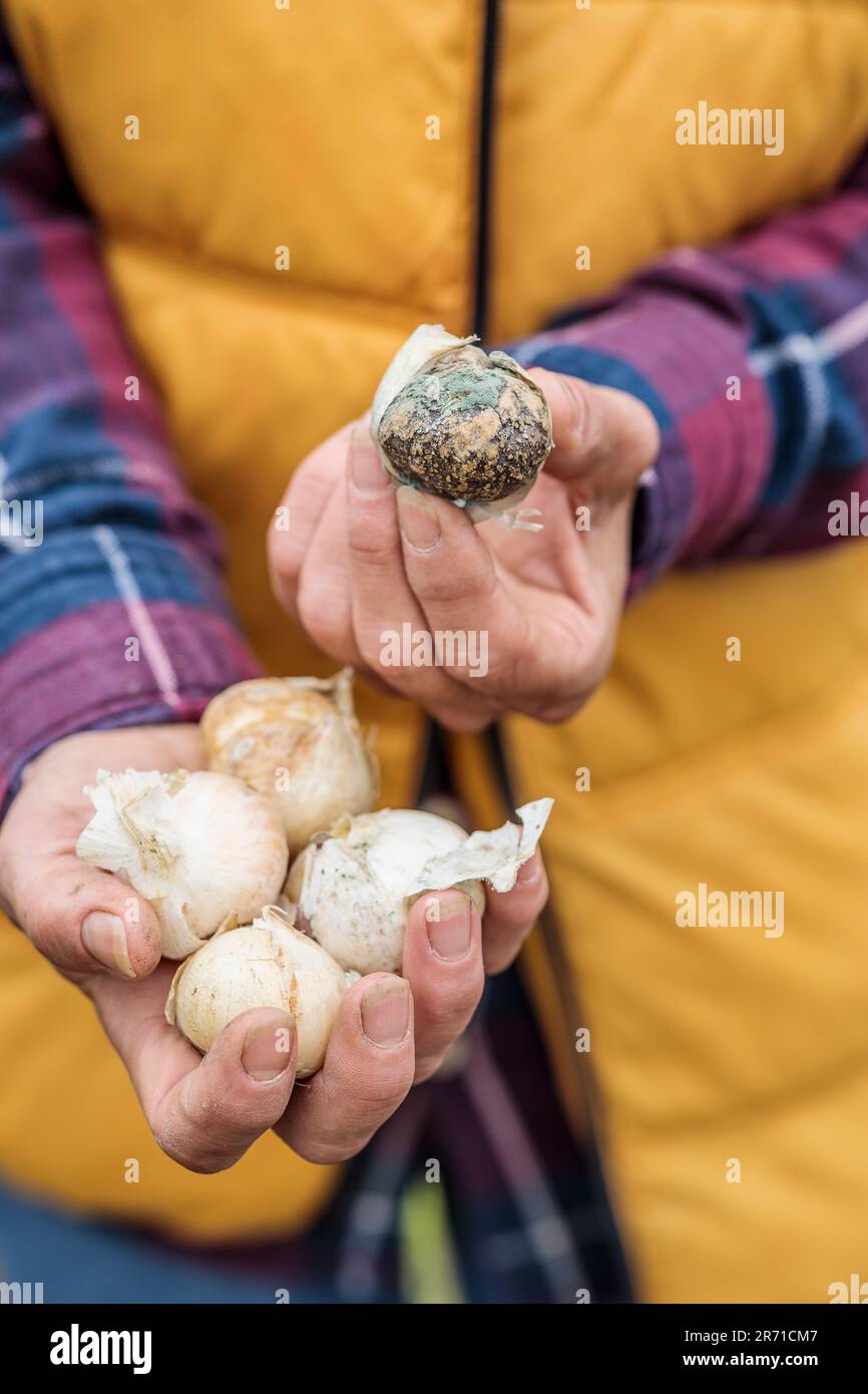 Woman holding a garlic bulb affected by garlic mould (Penicillium allii ...