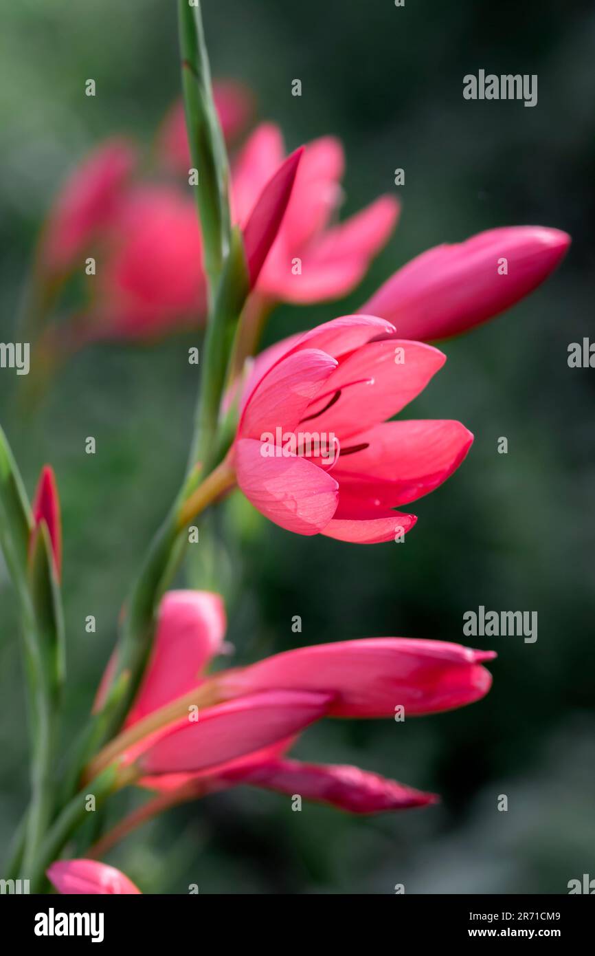 Crimson flag lily (Schizostylis coccinea Stock Photo - Alamy