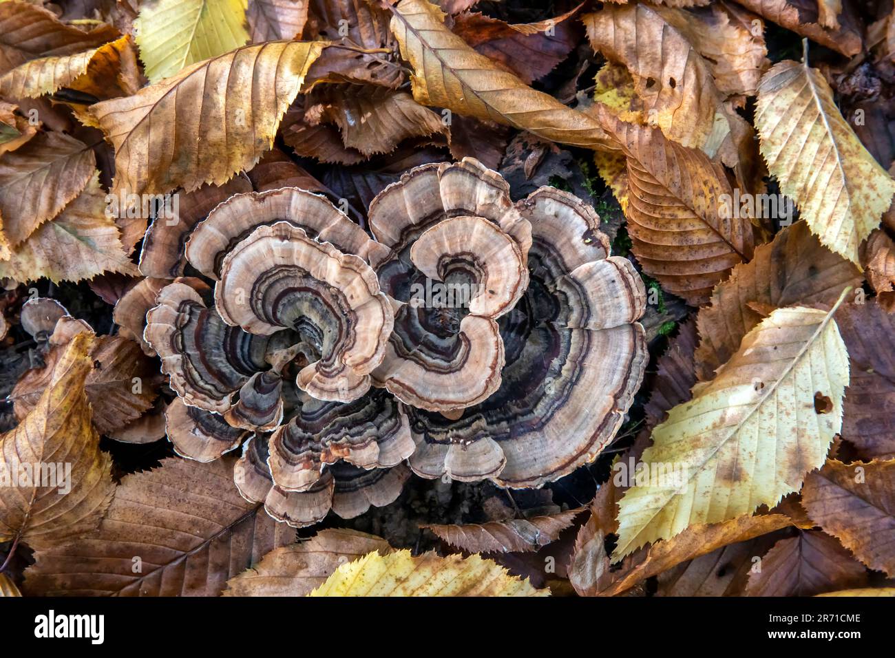 Turkey tail (Trametes versicolor) in lowland deciduous forest in autumn ...