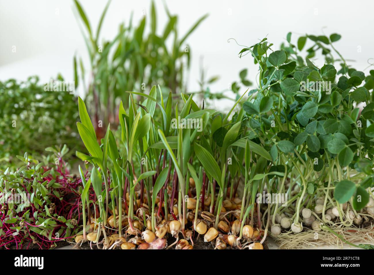 Microgreens with seeds and roots. Germination of microgreens Stock ...