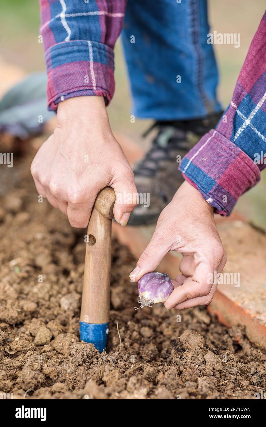 Woman planting a bulb of perpetual leek (Allium polyanthum Stock Photo ...