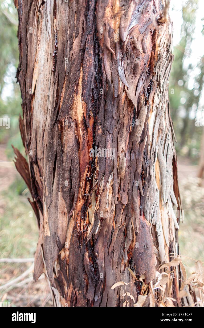 Eucalyptus trunk attacked by the eucalyptus longhorn (Phoracantha ...