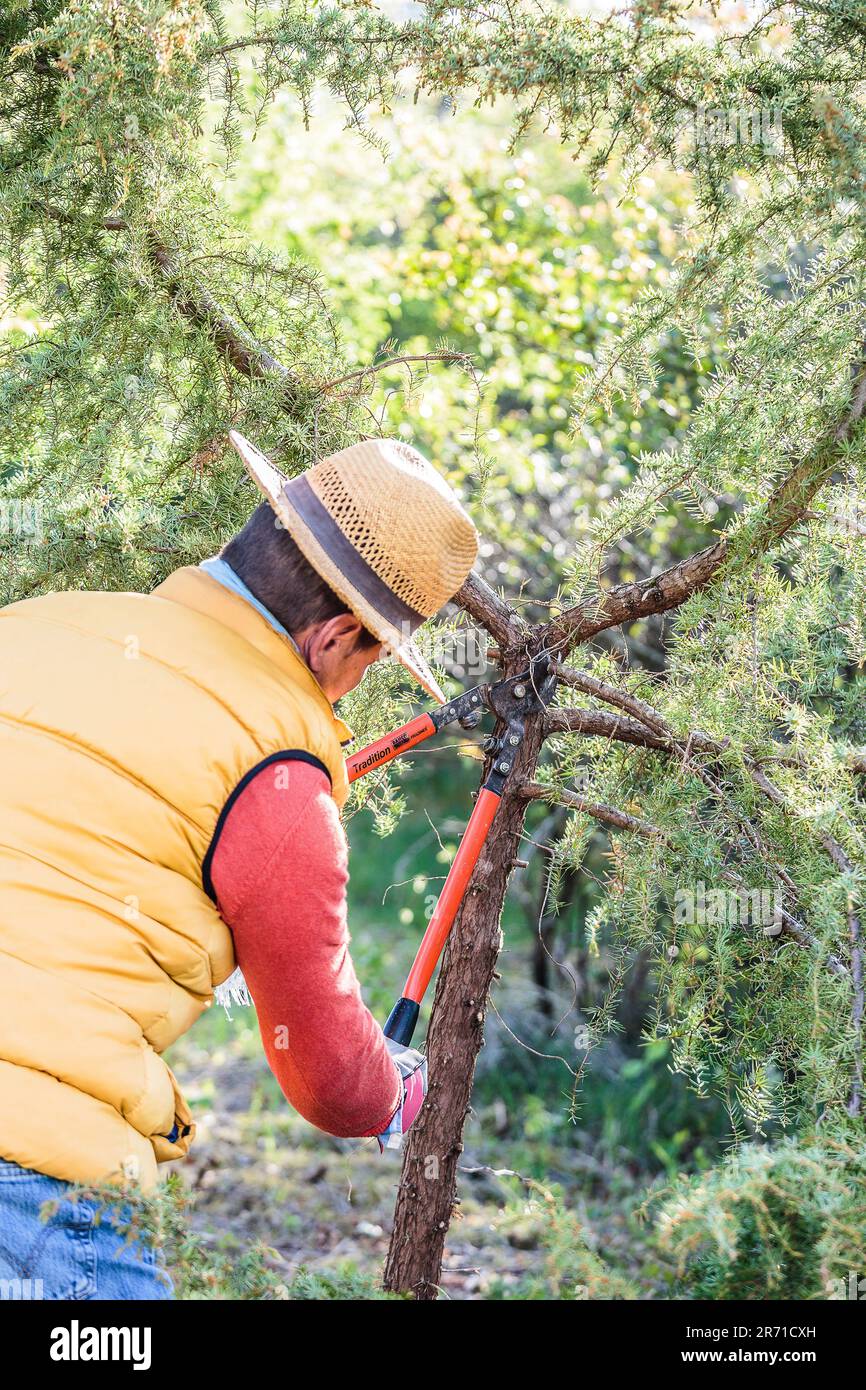 Man thinning the branch of a conifer (juniper): removal of an extra ...